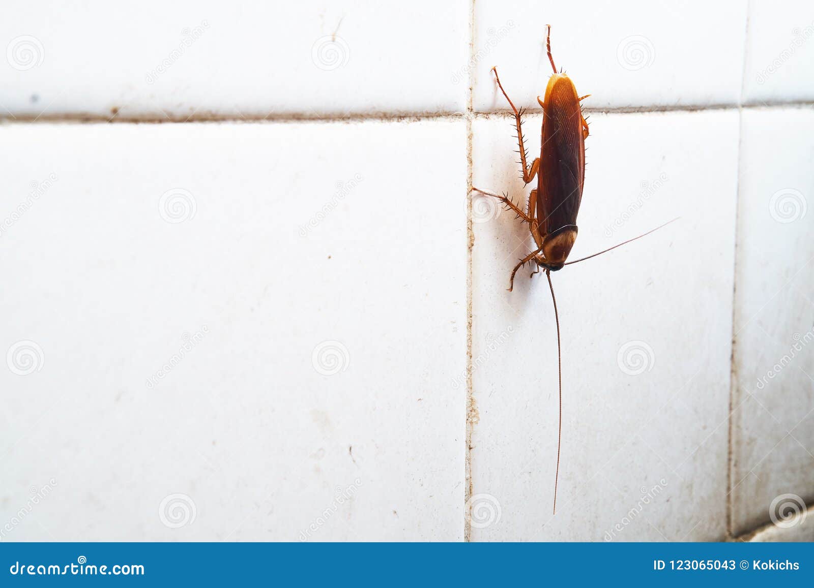 Cockroach Crawling on White Tile Wall Stock Image - Image of creepy ...