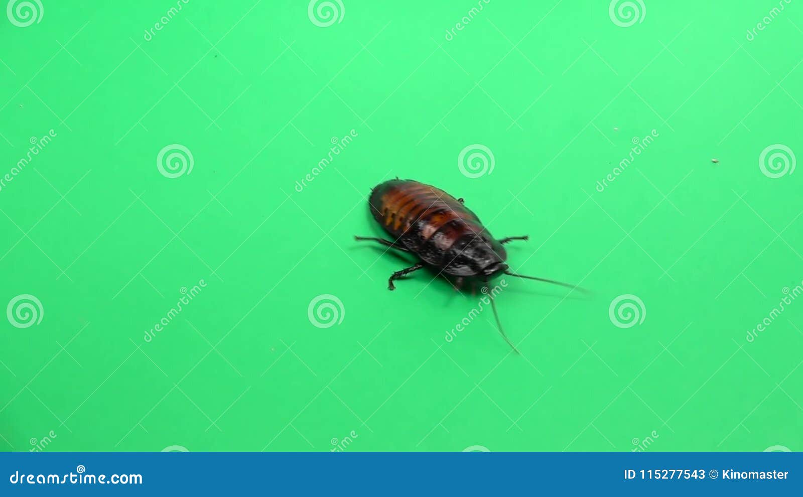 Cockroach Crawls . Green Screen. Slow Motion Stock Video - Video of ...