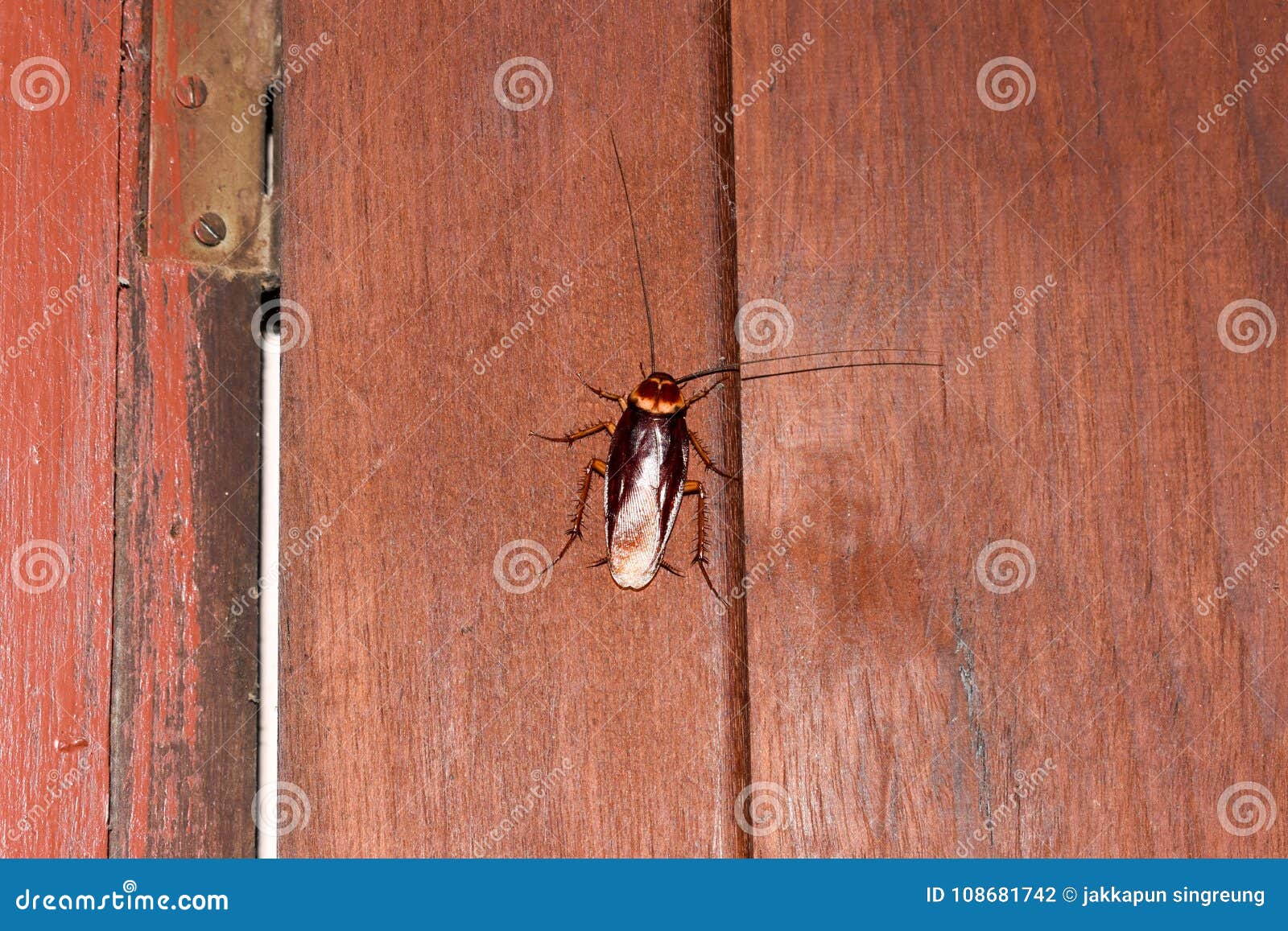 Cockroach Close Up on the Wood Stock Photo - Image of antique, beetle ...