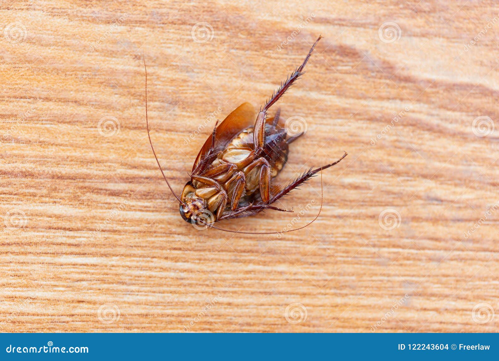 Cockroach dead body stock photo. Image of disgusting - 122243604