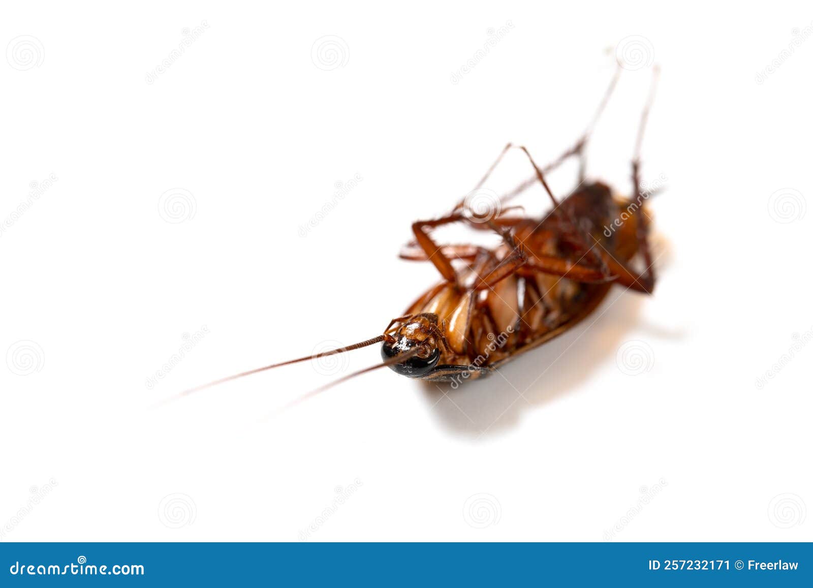 Top View Of Cockroach On Wall Texture Royalty-Free Stock Image ...