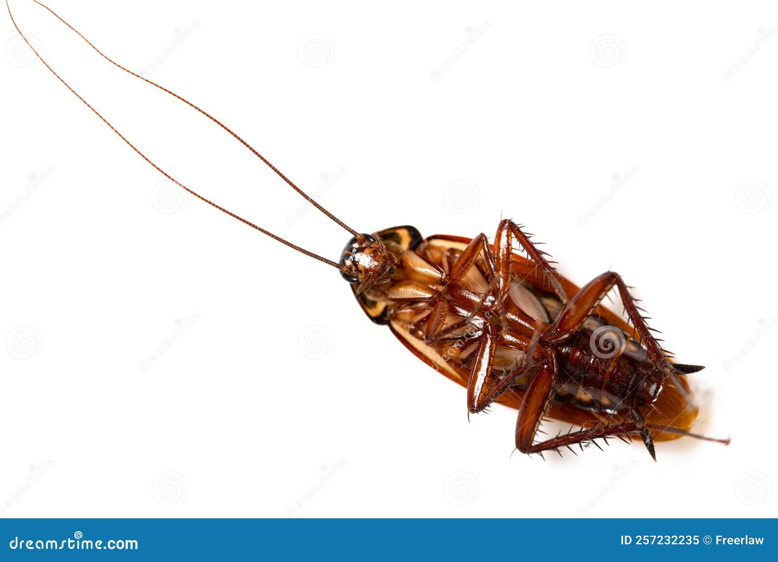 Top View Of Cockroach On Wall Texture Royalty-Free Stock Image ...
