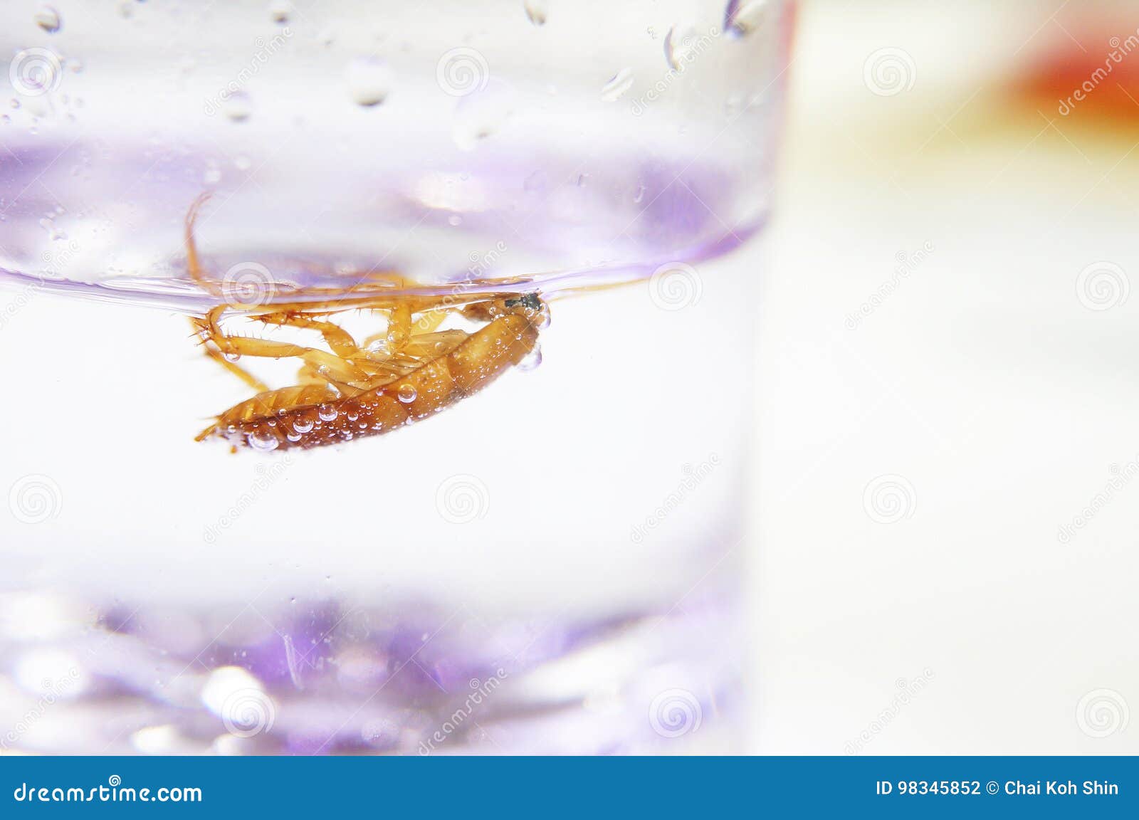 Cockroach Dead Inside the Drinking Water Stock Photo - Image of antenna ...