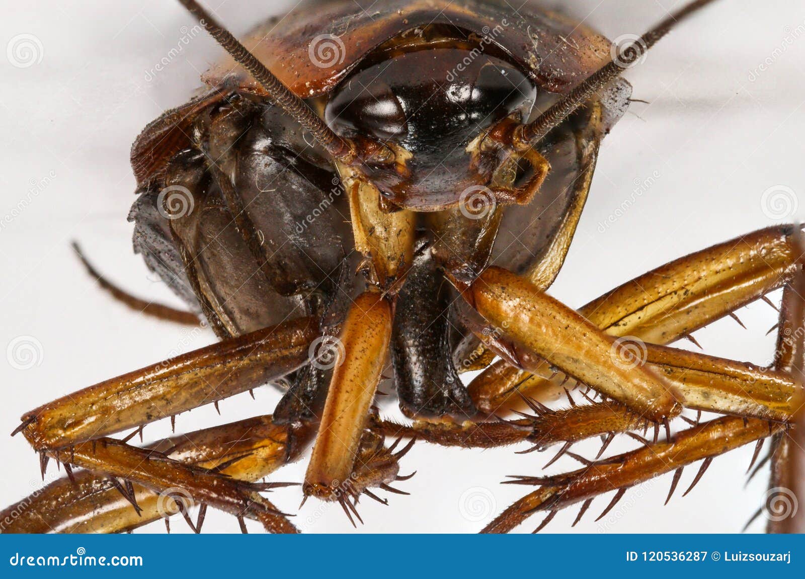 Cockroach Dead in Macro Closeup Stock Image - Image of viruses, harm ...