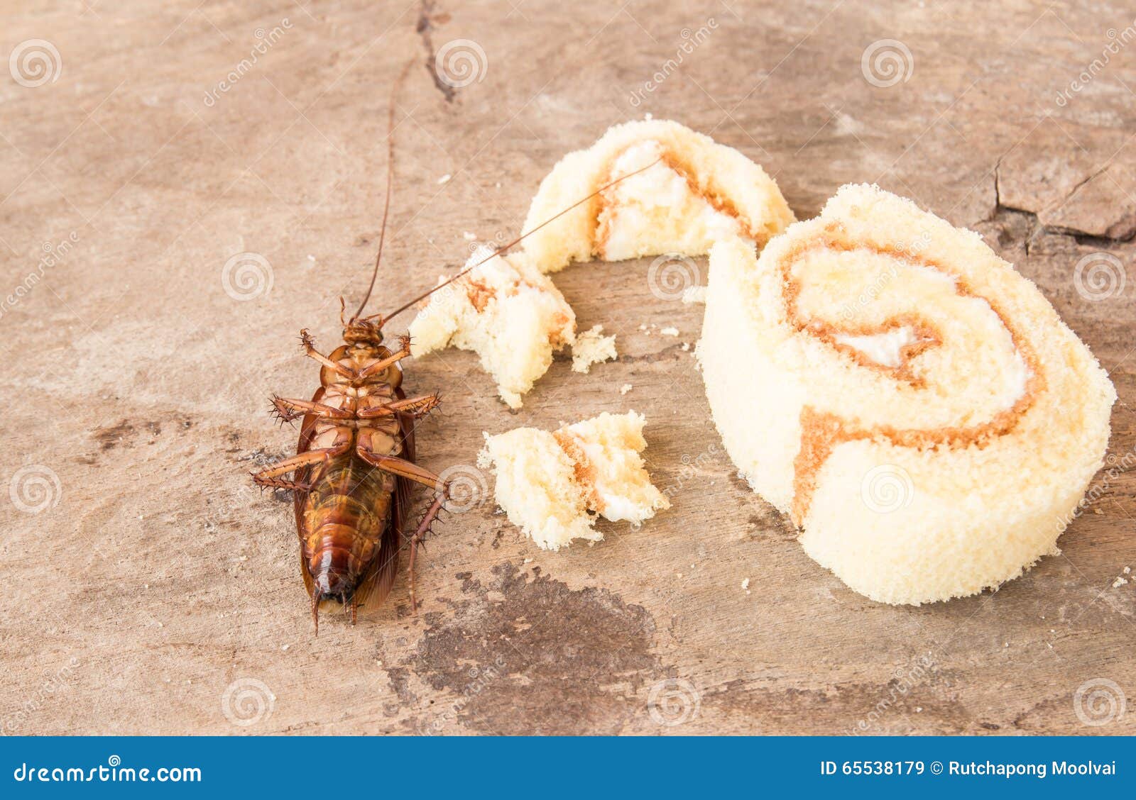 Cockroach Dead Old Wooden Table Stock Photos - Free & Royalty-Free ...