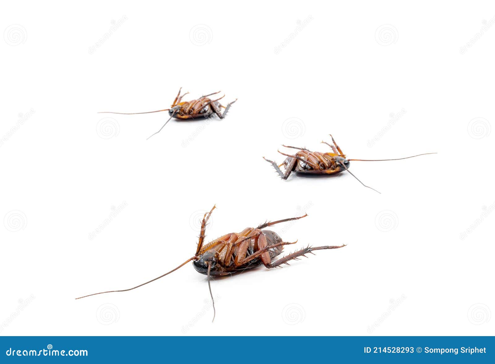 Cockroach Dead on White Background Stock Image - Image of disgusting ...