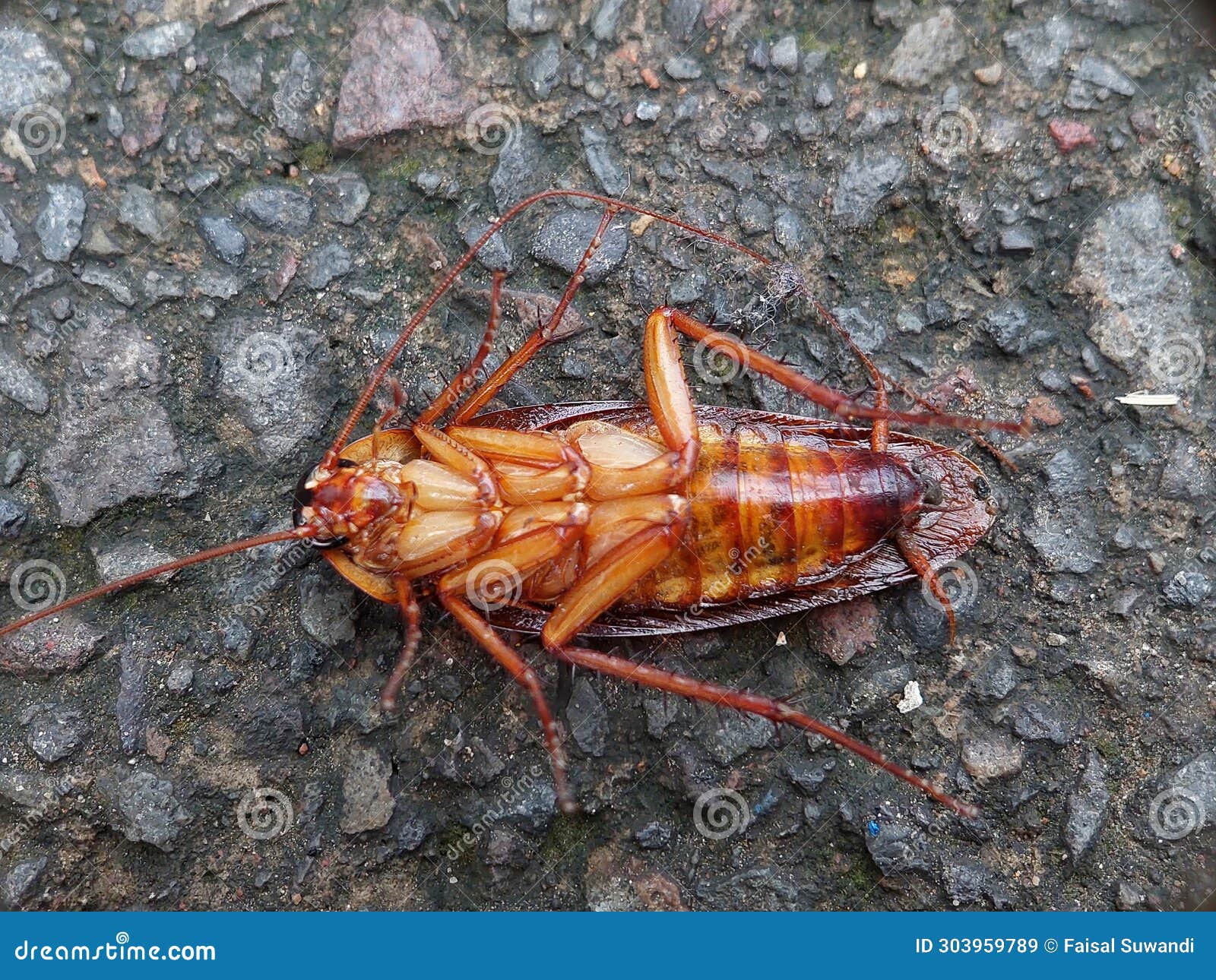 A Cockroach Died of Antispetic Poisoning Stock Image - Image of died ...