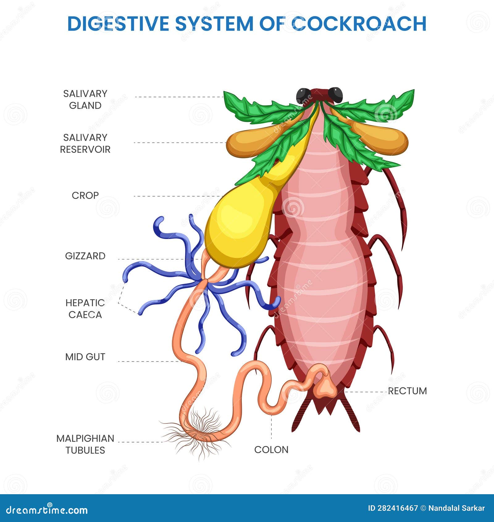 Cockroach Digestive System Efficient Digestion Nutrient Absorption For Survival Cartoon Vector