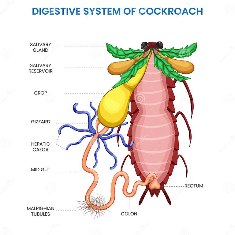Cockroach Digestive System, Efficient Digestion, Nutrient Absorption ...