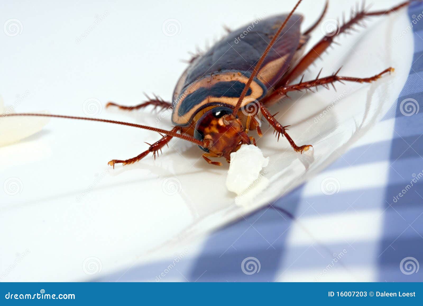 Cockroach dining stock image. Image of cockroach, feeding - 16007203