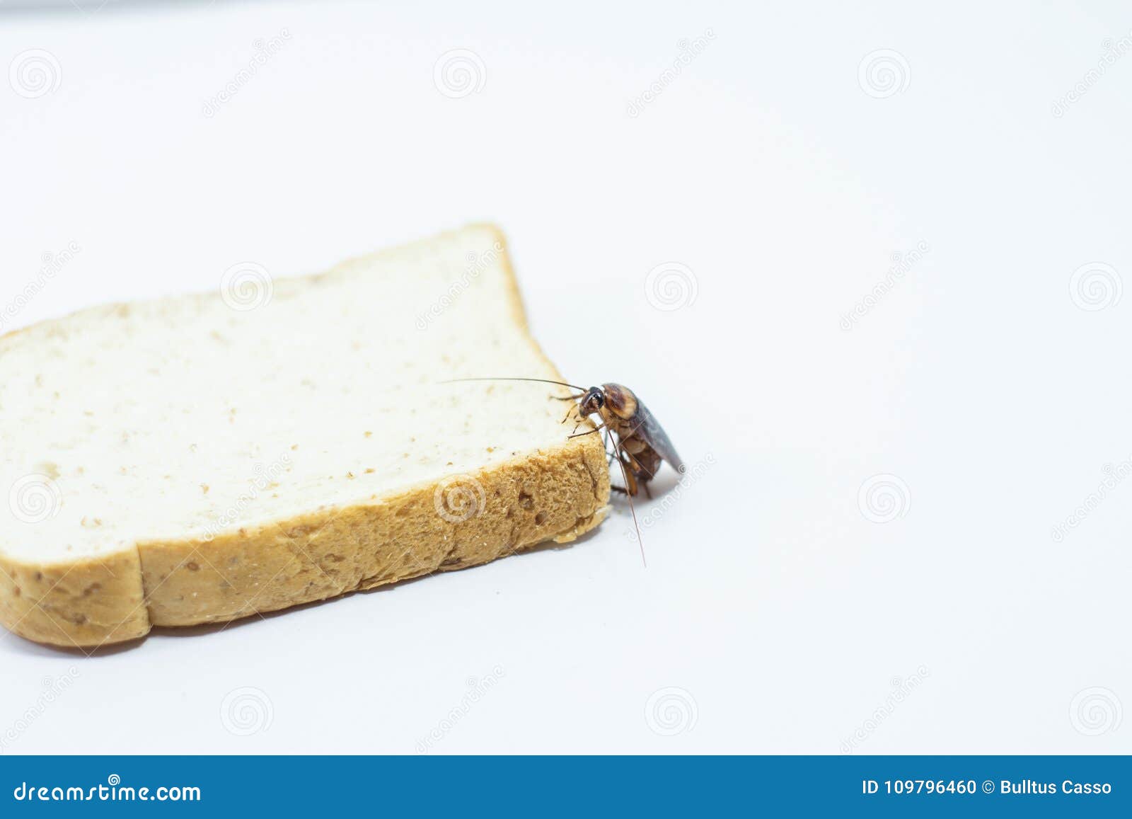 Cockroach are Eating Bread on Isolated White. Stock Photo - Image of ...