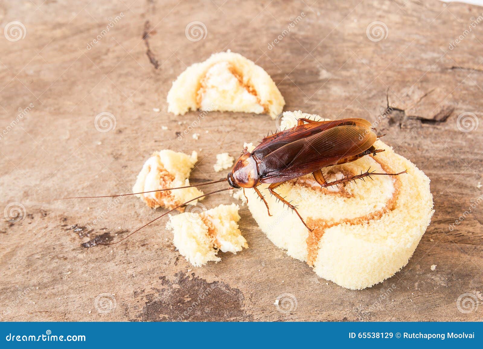 Cockroach eating a bread stock image. Image of bread - 65538129