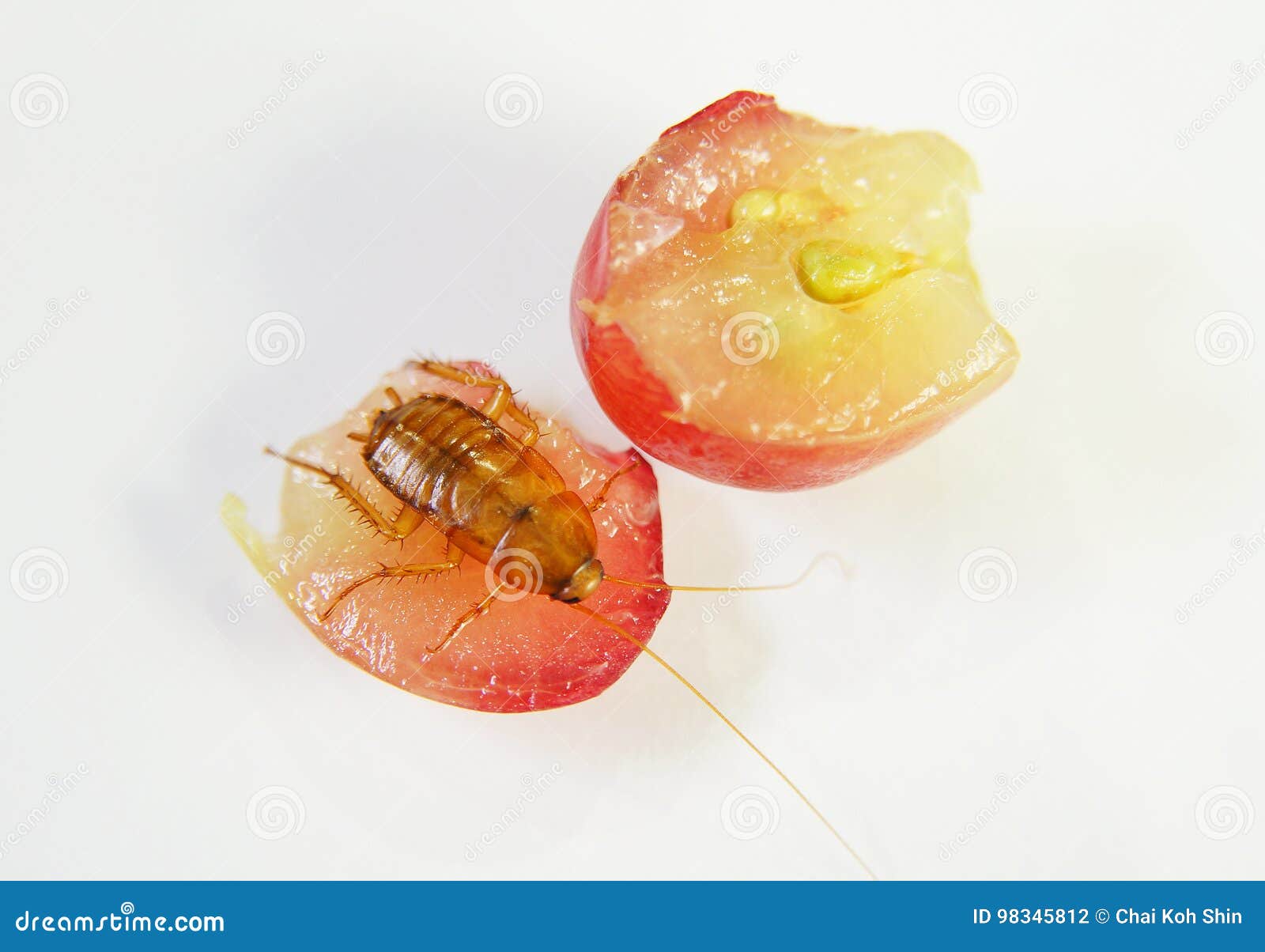 Cockroach On Fruit Food Waste Royalty-Free Stock Photo | CartoonDealer ...