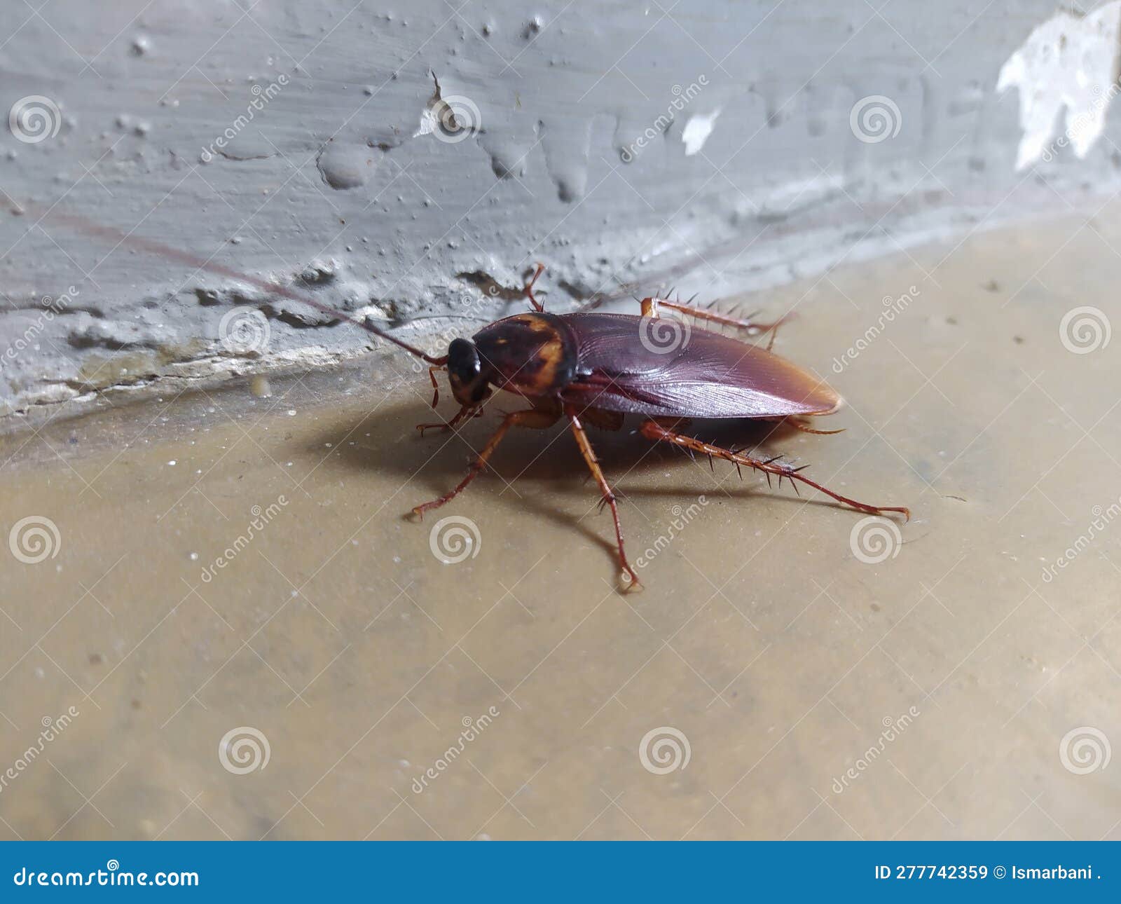 Cockroach on the Edge of a Smooth Wall Stock Image - Image of wall ...