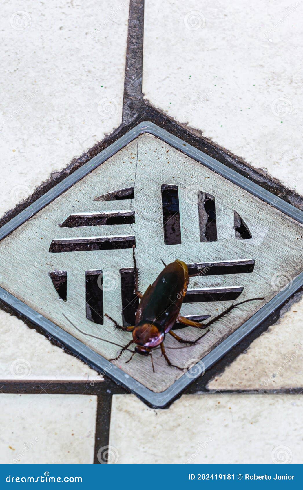 Cockroach Entering a Dirty Bathroom Drain. Poor Hygiene Problem with ...
