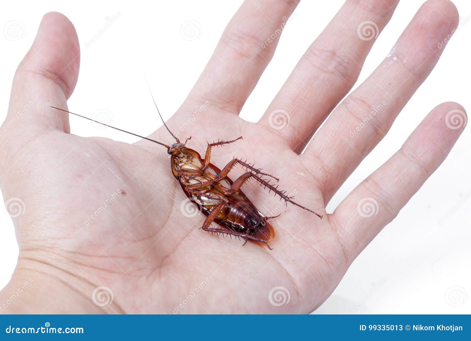 Cockroaches On White Background Royalty-Free Stock Image ...