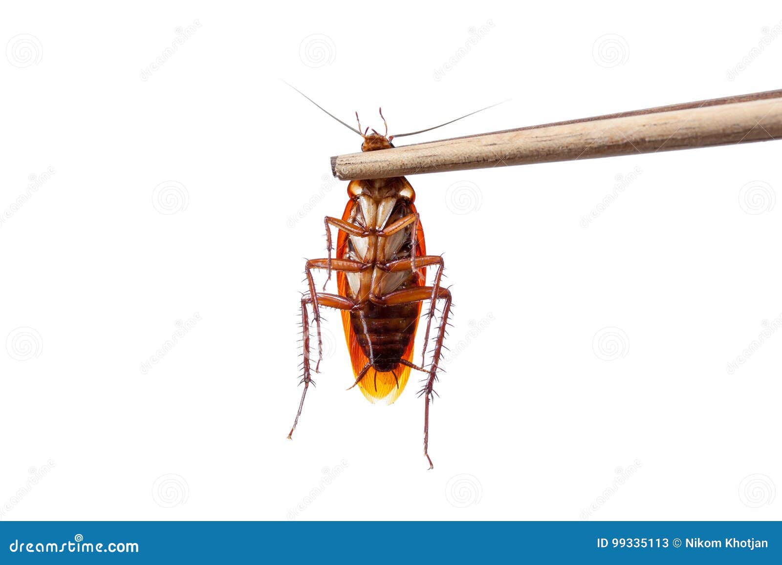 Dead Cockroaches White Background Stock Image - Image of nocturnal ...