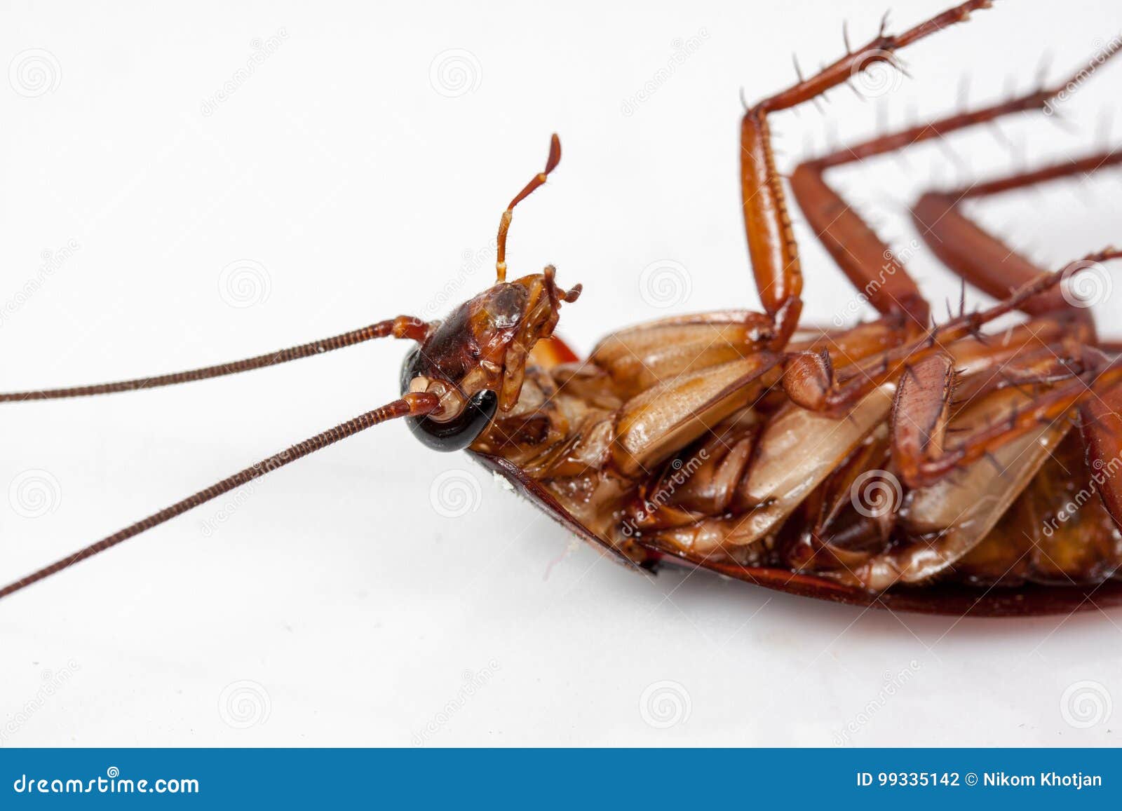 Dead Cockroaches White Background Stock Photo - Image of dirt, disease ...