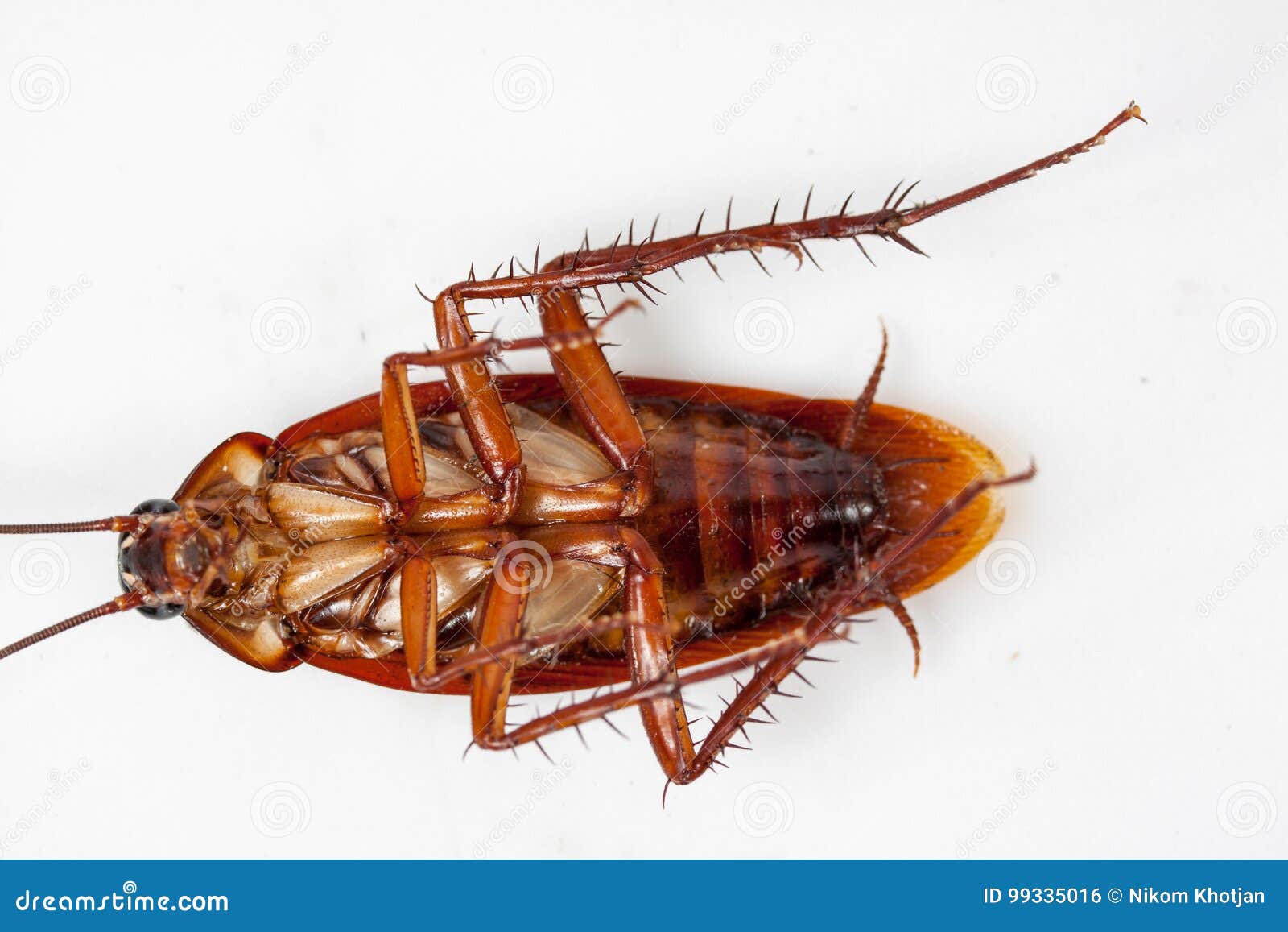Dead Cockroaches White Background Stock Photo - Image of urban, health ...