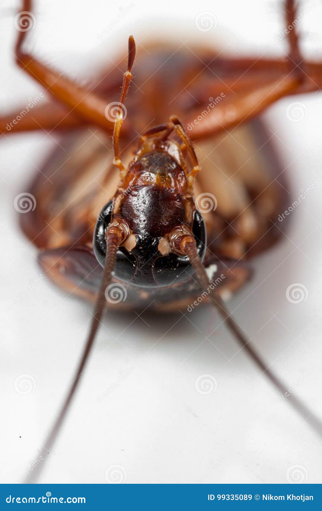Dead Cockroaches White Background Stock Image - Image of dead, dirty ...