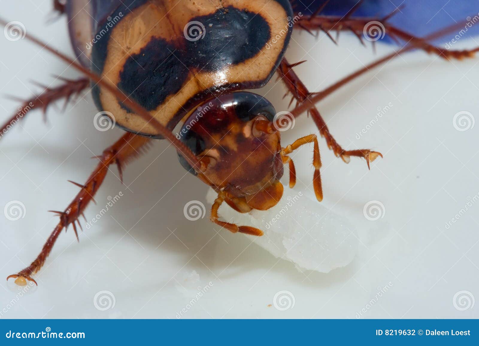Cockroach feasting stock photo. Image of rice, macro, insect - 8219632
