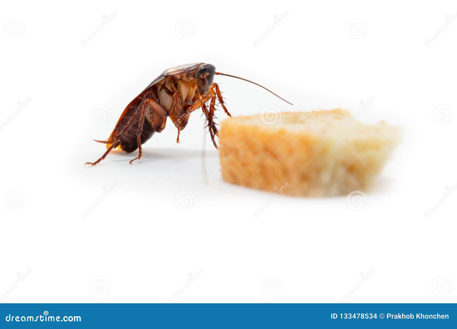 Cockroach finding food stock photo. Image of infestation - 133478534