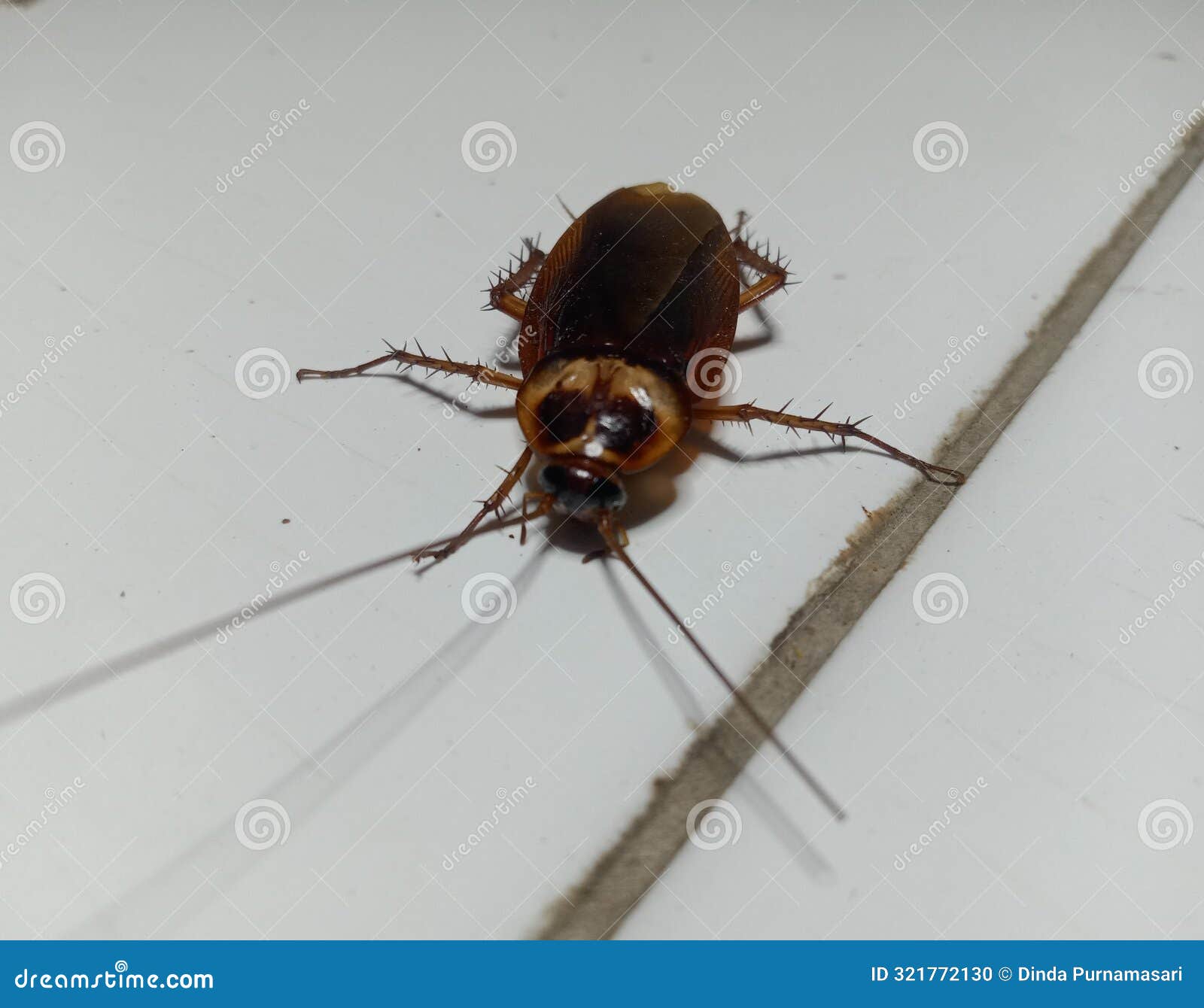 A cockroach on the floor stock photo. Image of dirty - 321772130