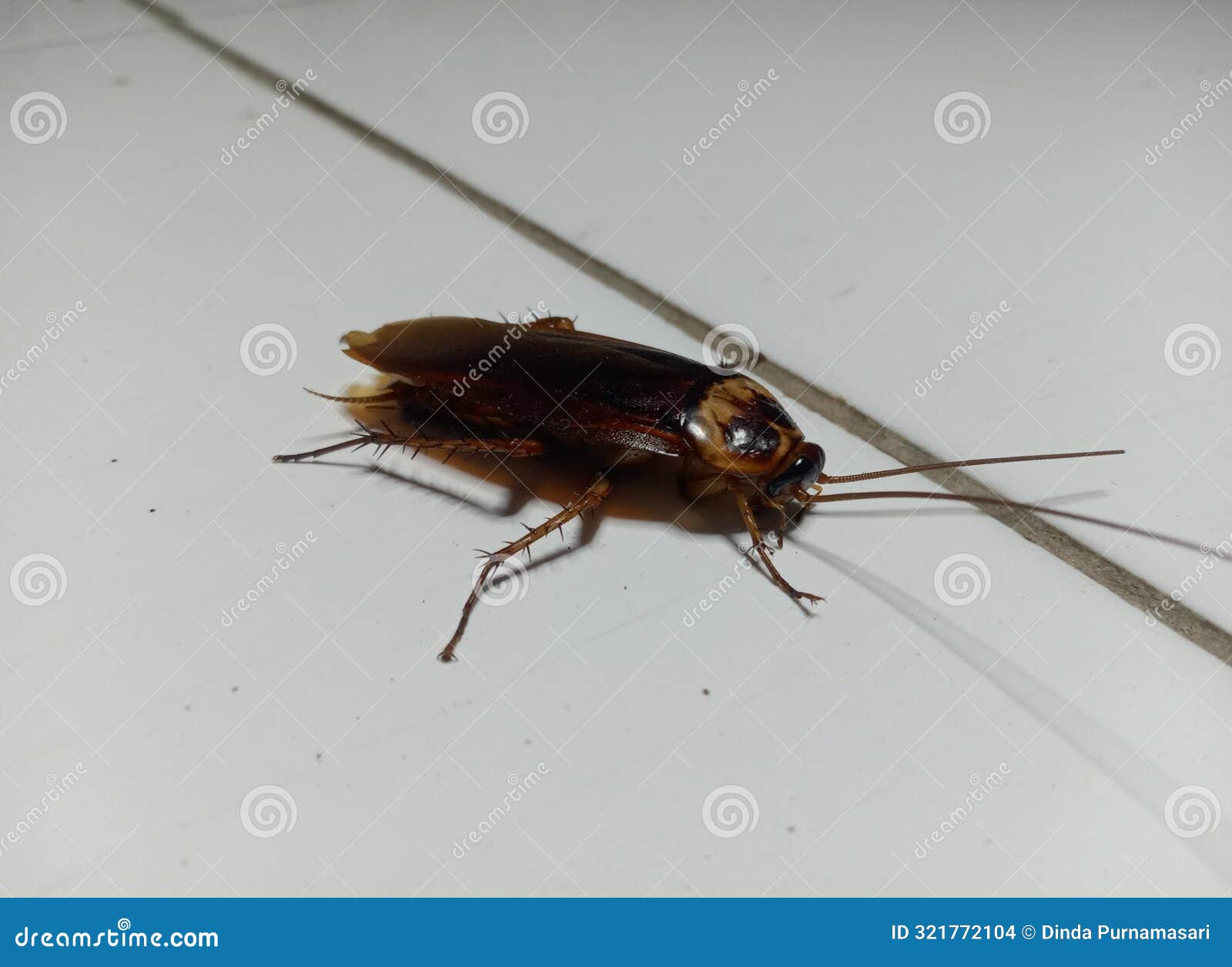 A cockroach on the floor stock photo. Image of brown - 321772104