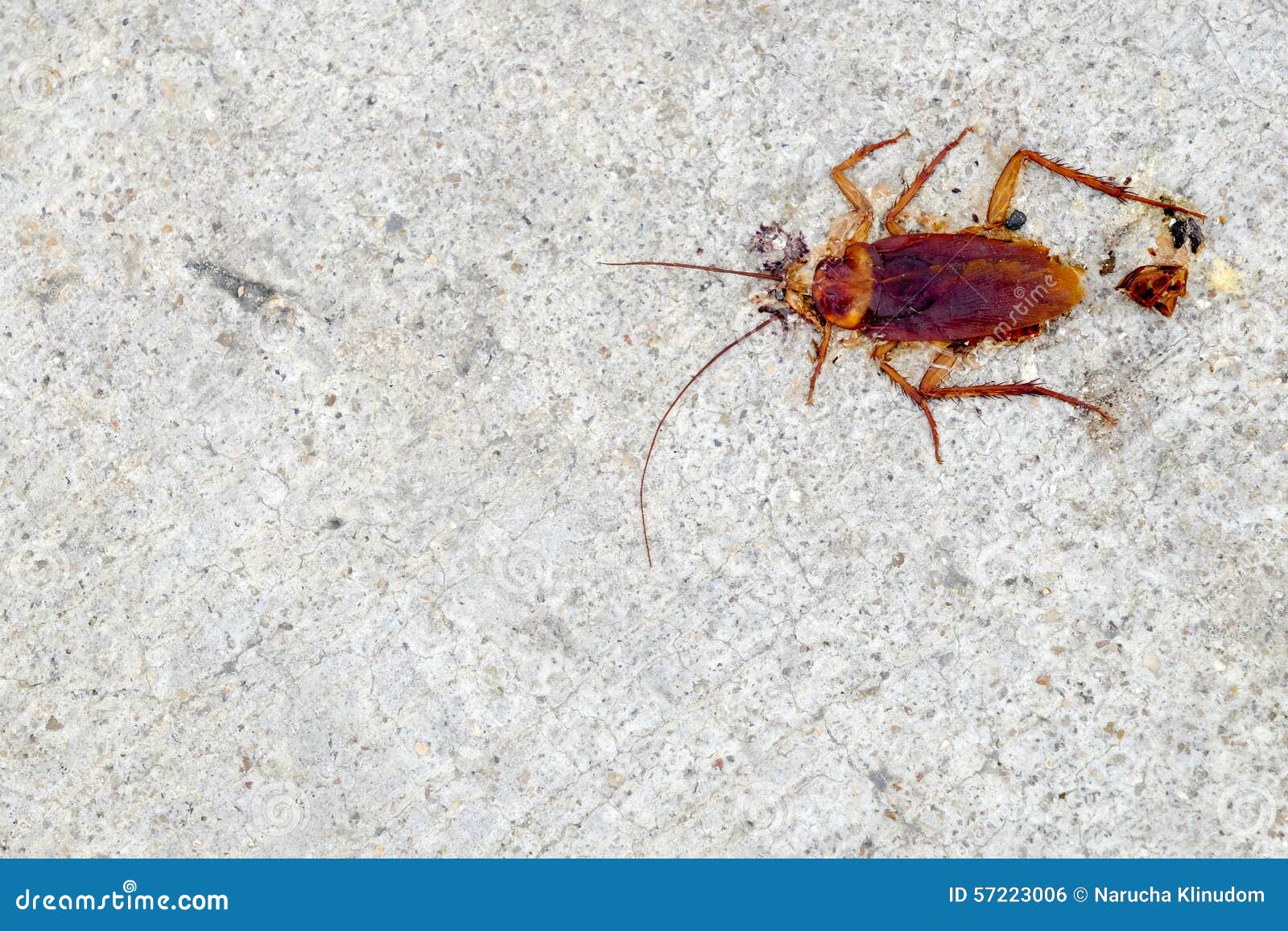 Cockroach on the floor stock photo. Image of scare, nurse - 57223006