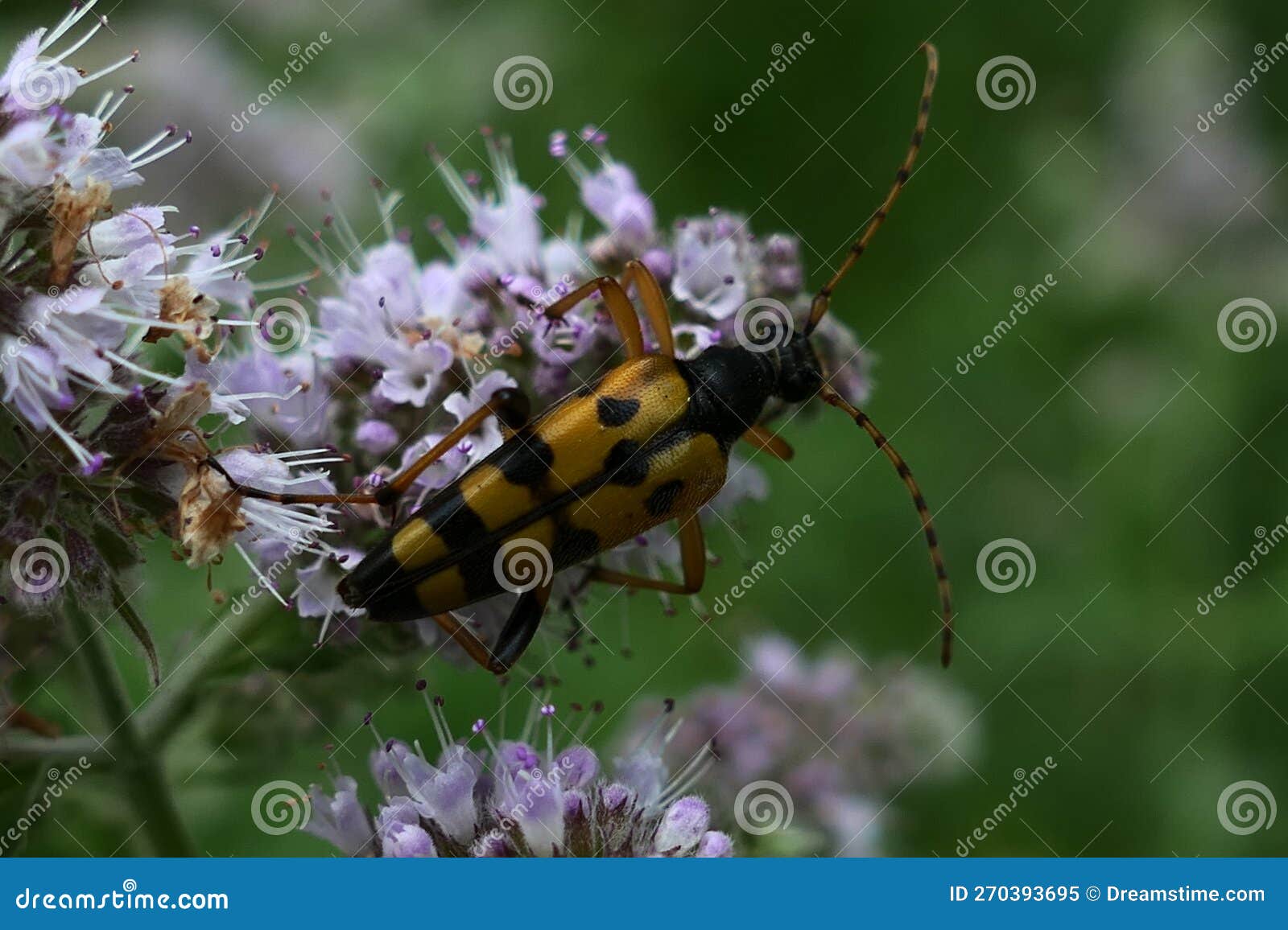 A cockroach on a flower stock image. Image of wildflower - 270393695