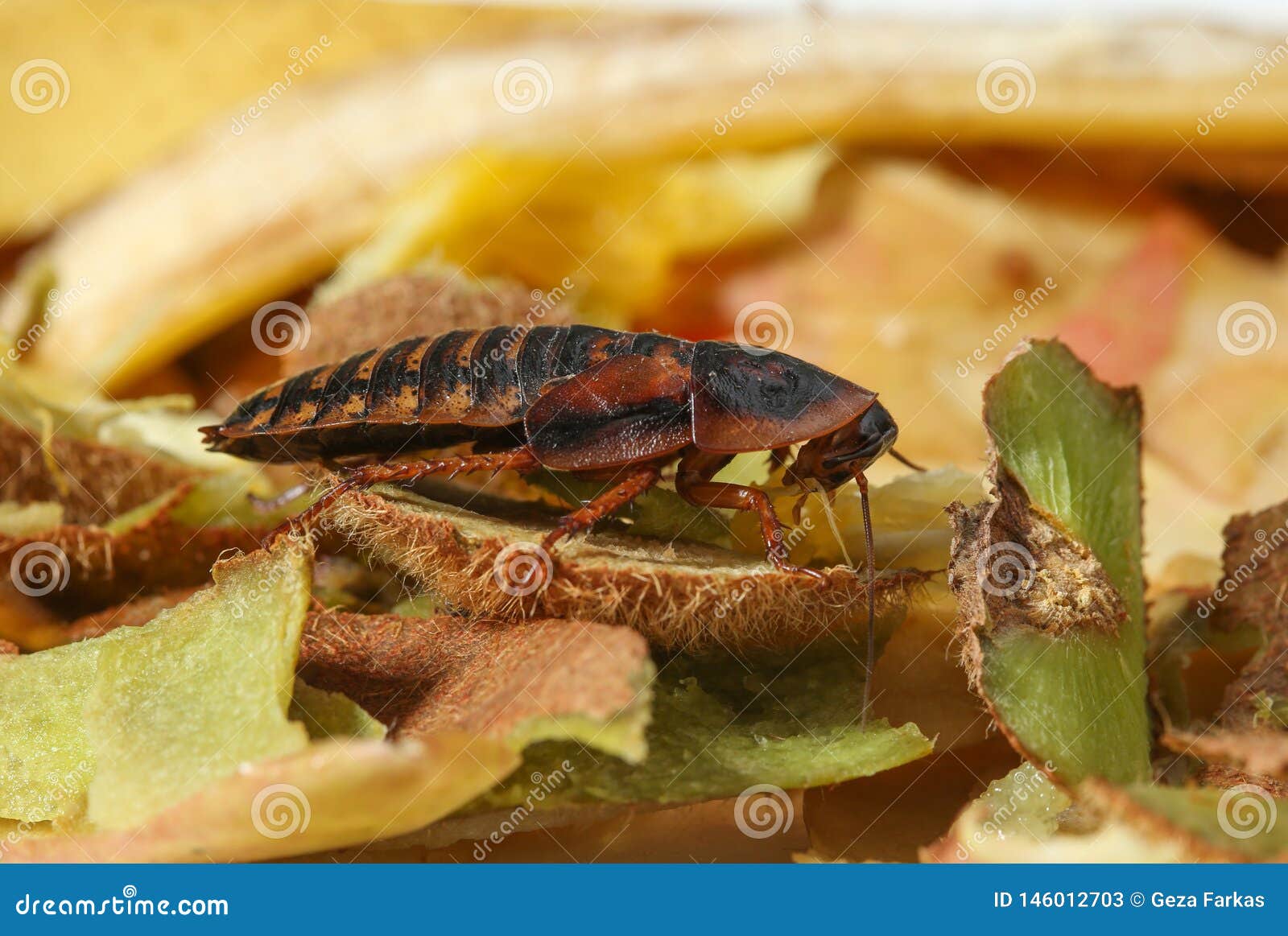 Cockroach on Fruit Food Waste Stock Image - Image of creature ...