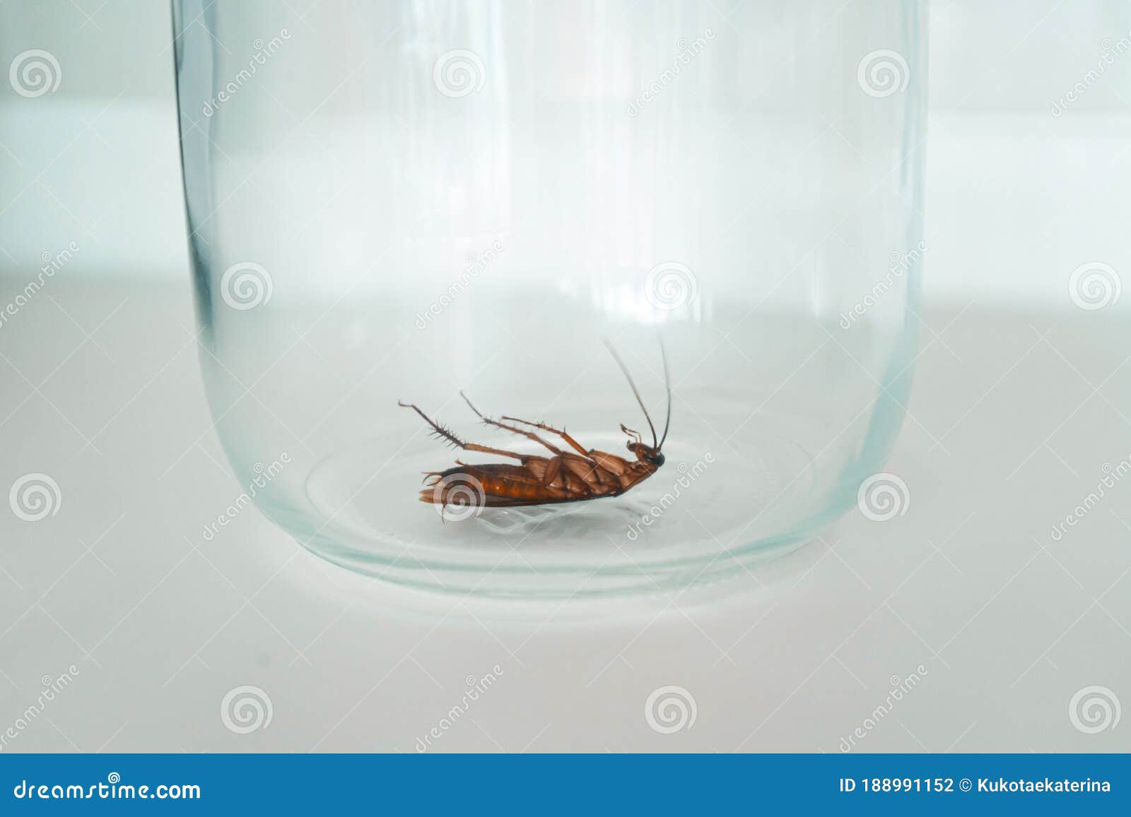 Cockroach in a Glass Jar in the Kitchen Stock Photo - Image of hygiene ...