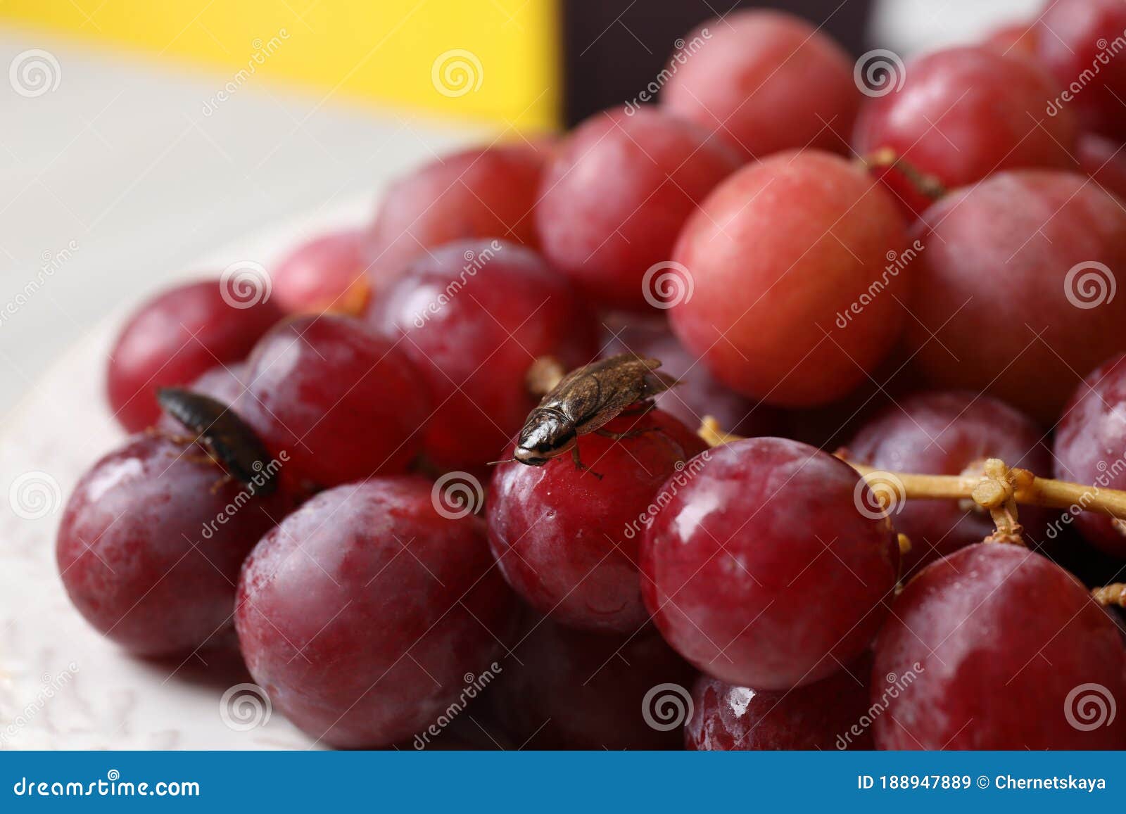 Cockroach on Grapes in Kitchen. Pest Control Stock Image - Image of ...