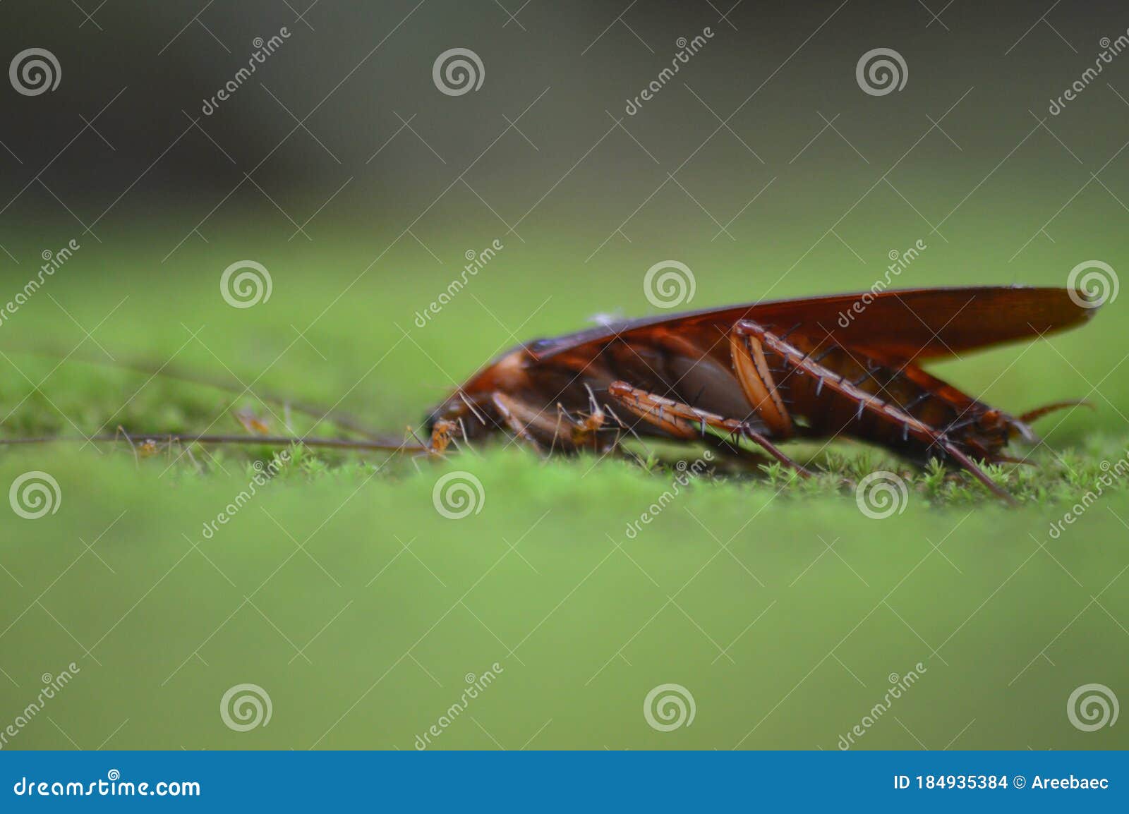 Cockroach on Grass Field Macro Photography Stock Photo - Image of ...