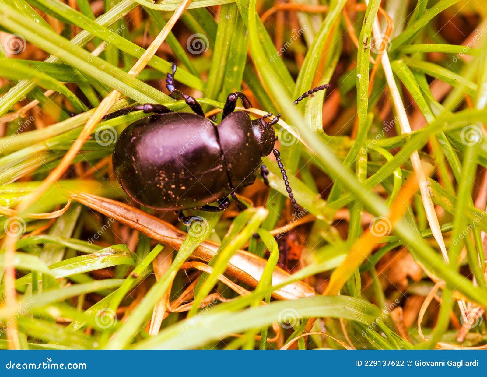 Cockroach in the Grass stock photo. Image of colorful - 229137622