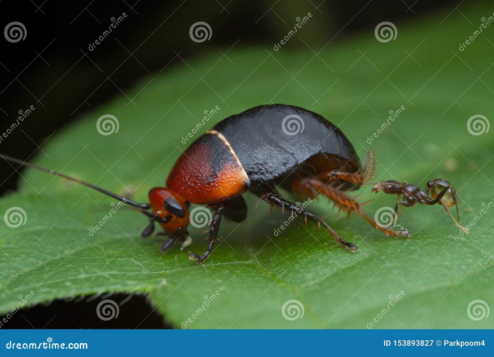 Cockroach on green leaf stock image. Image of fauna - 153893827