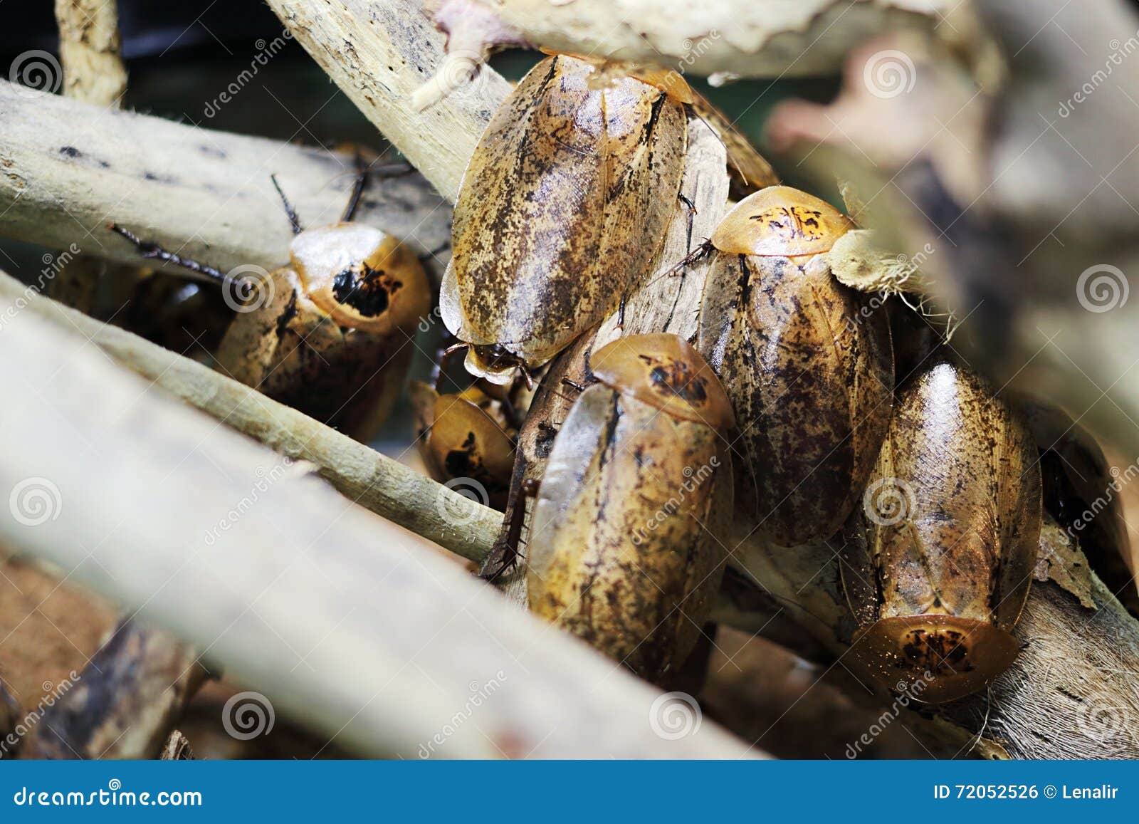 Cockroach stock photo. Image of grpup, tropical, wood - 72052526