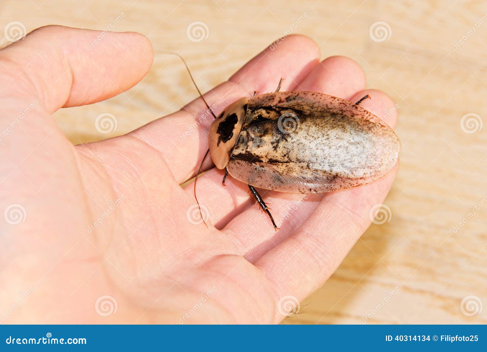 Cockroach on hand stock photo. Image of fingers, nails - 40314134