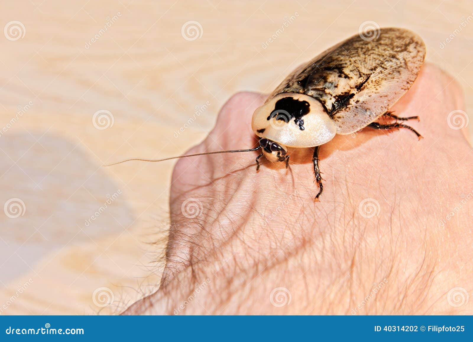 Cockroach on hand stock photo. Image of animals, macro - 40314202