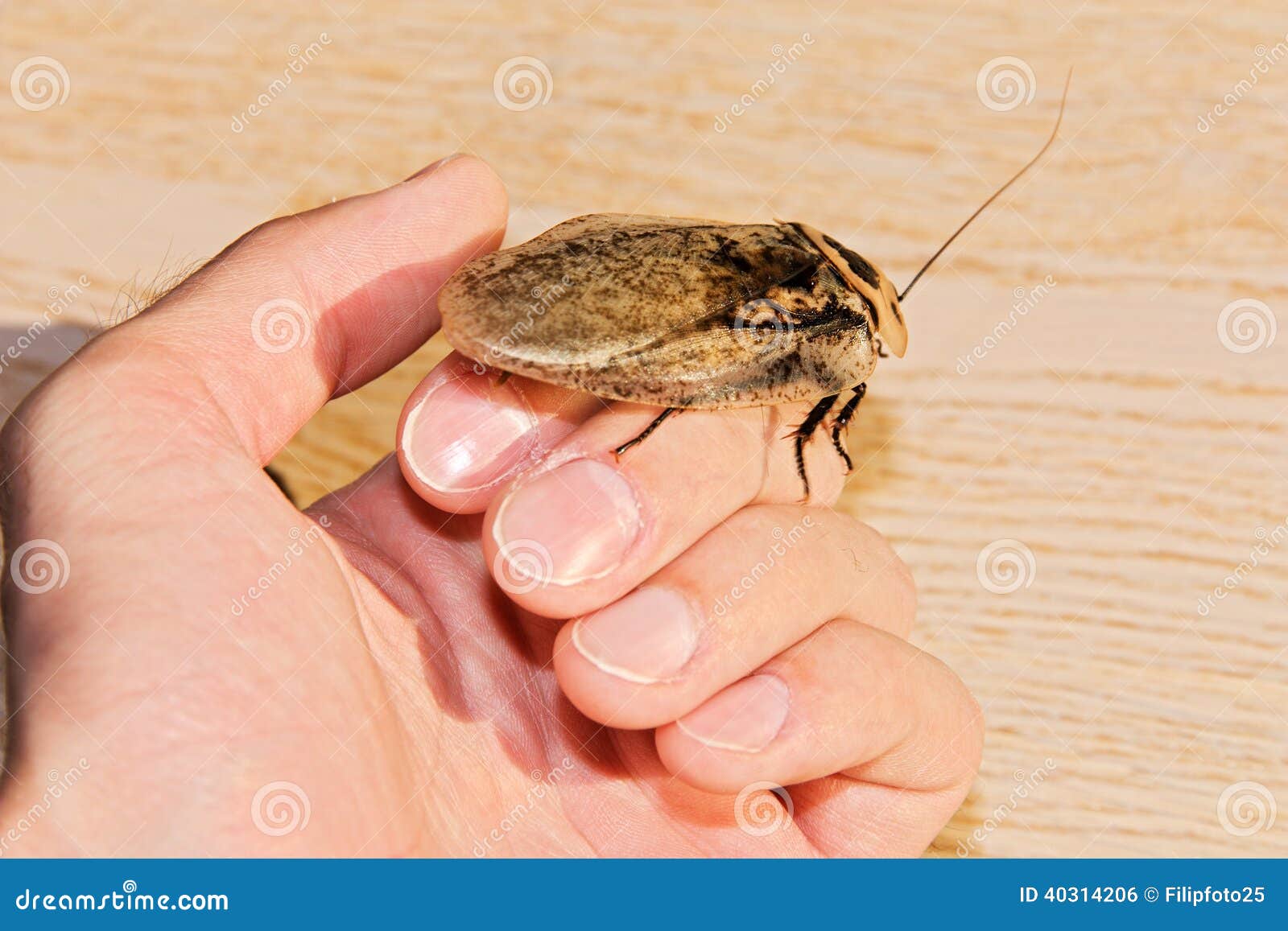 Cockroach on hand stock photo. Image of objects, archimandrita - 40314206