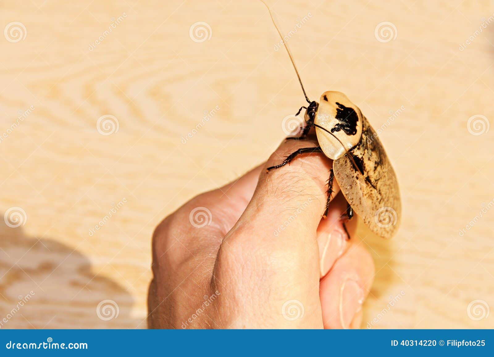 Cockroach on hand stock photo. Image of insect, animals - 40314220