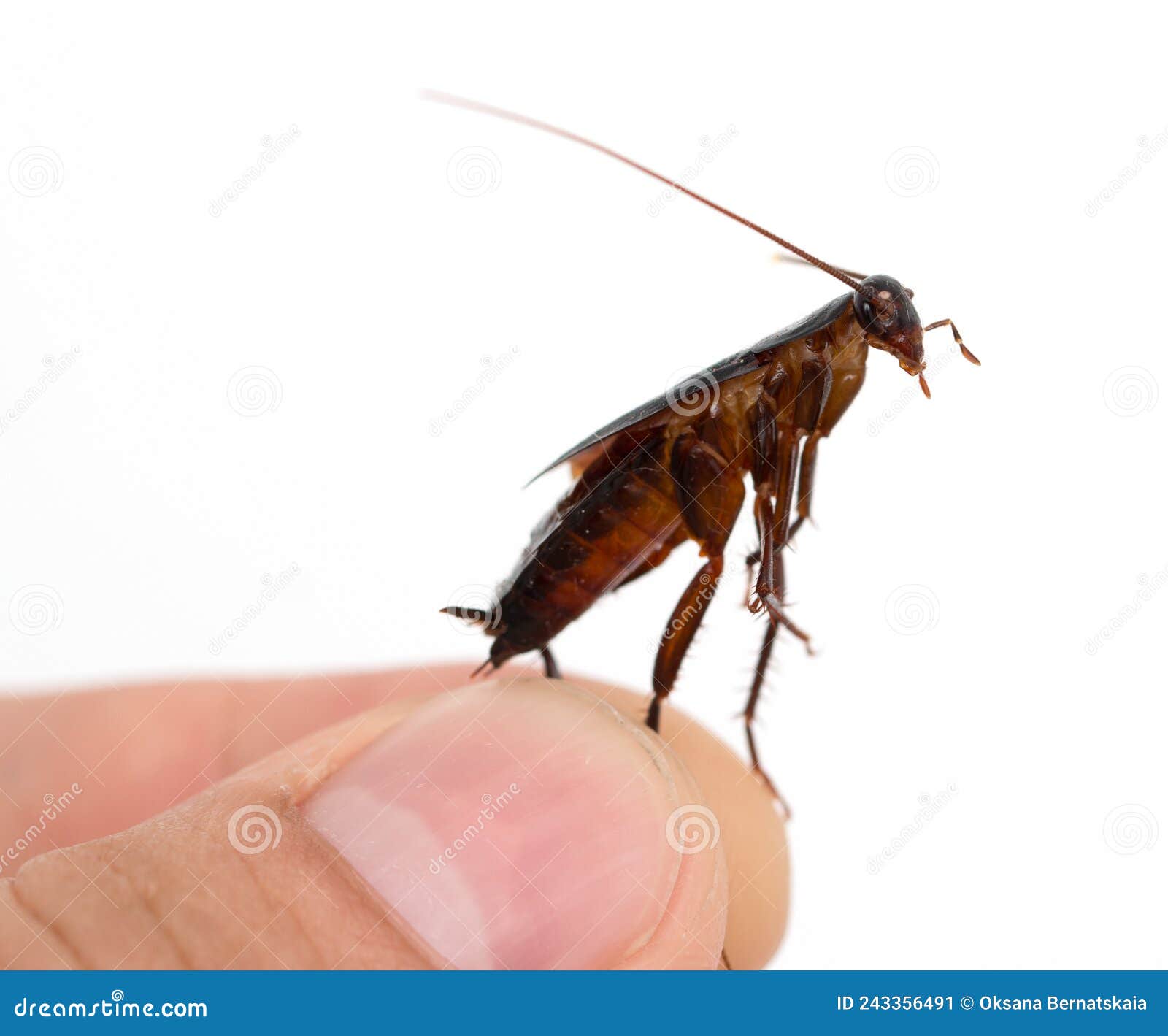 Cockroach in Hand on a White Background Stock Image - Image of control ...