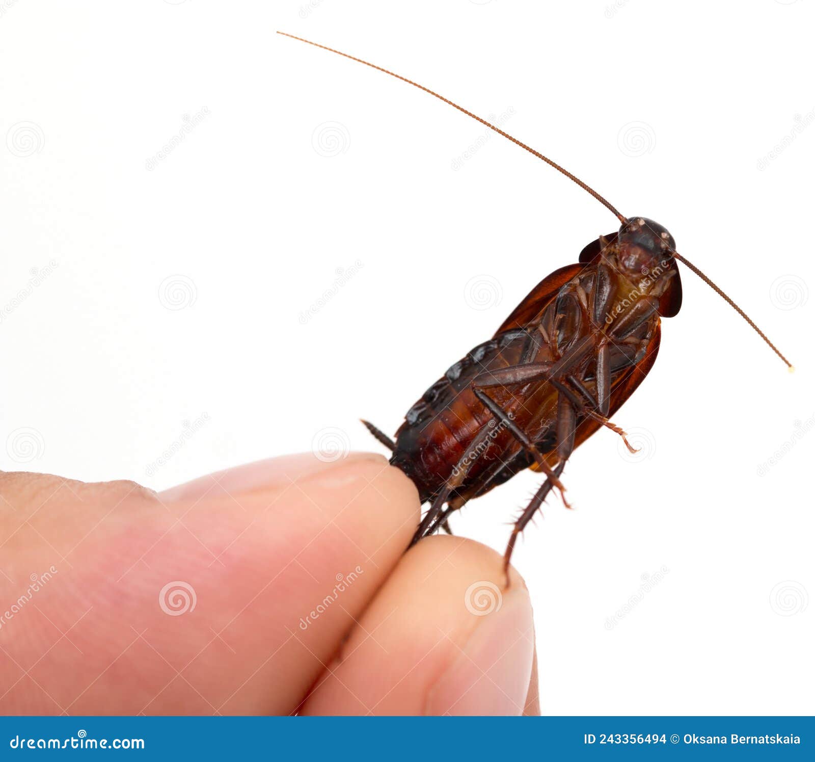 Cockroach in Hand on a White Background Stock Photo - Image of clean ...