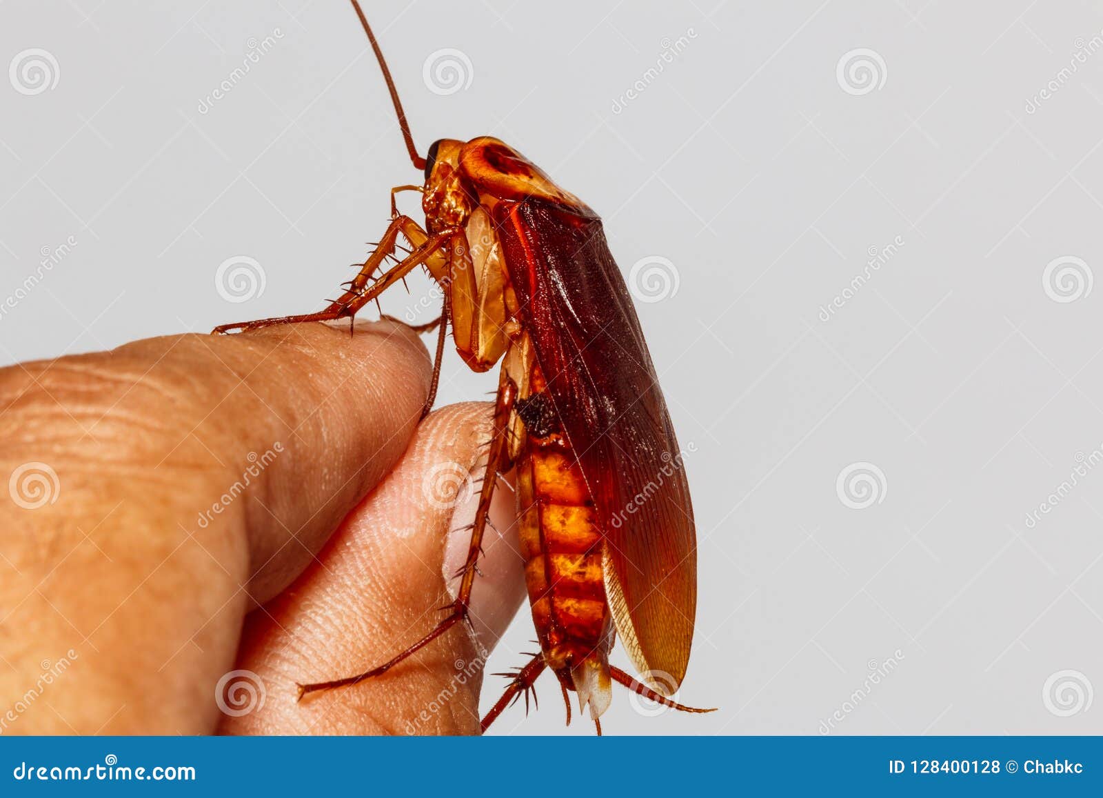 Cockroach in handle stock photo. Image of exterminate - 128400128
