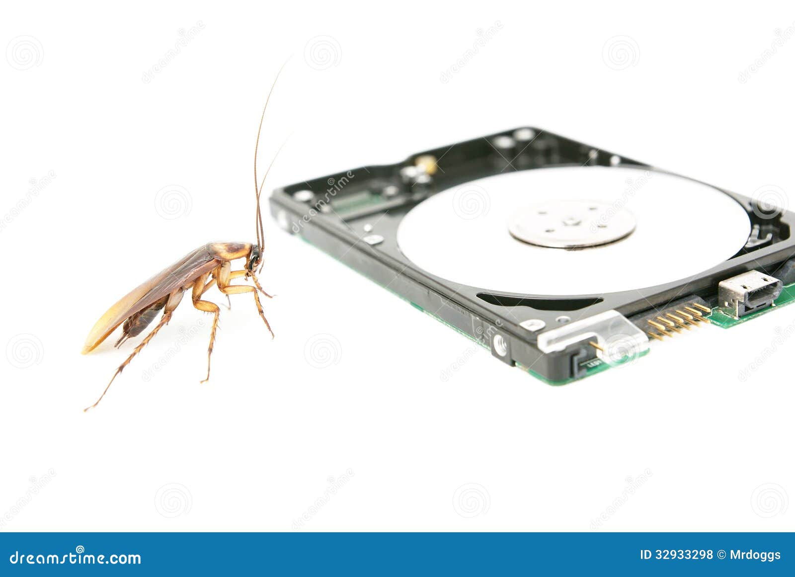 Cockroach and Hard Disk Drive Stock Photo - Image of malicious ...