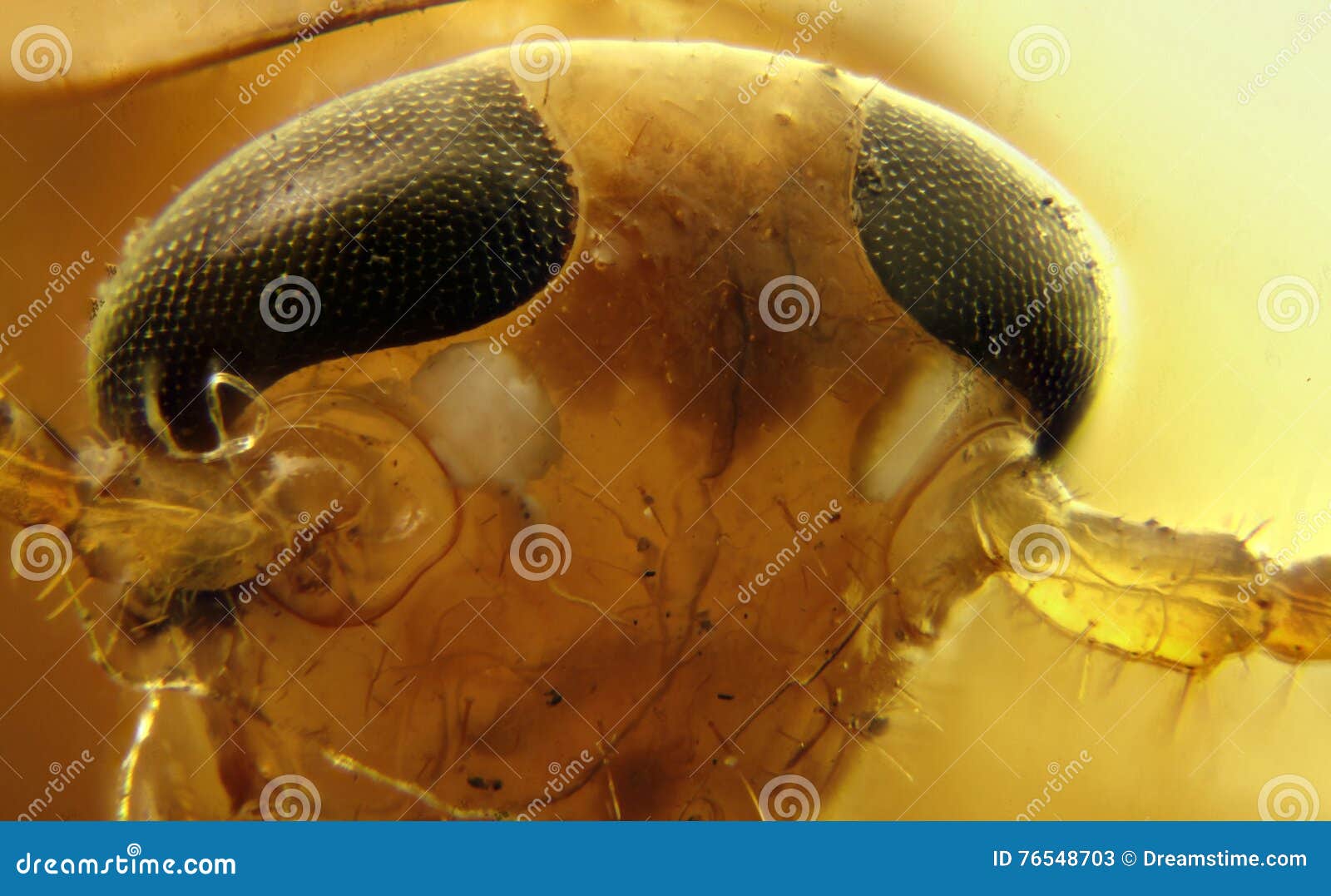 Cockroach stock image. Image of insect, microscopic, microscope - 76548703