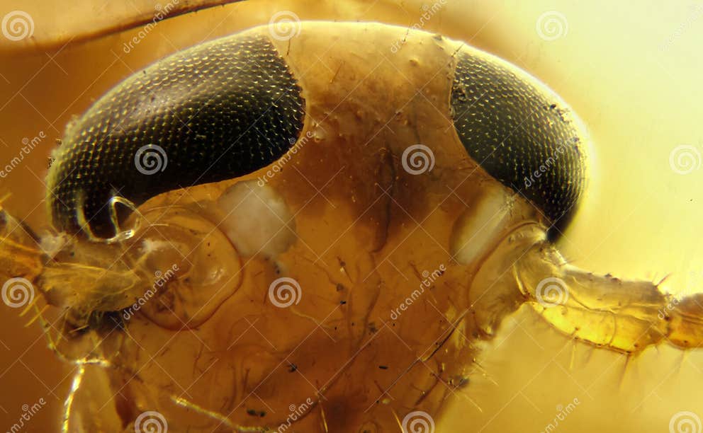 Cockroach stock image. Image of insect, microscopic, microscope - 76548703