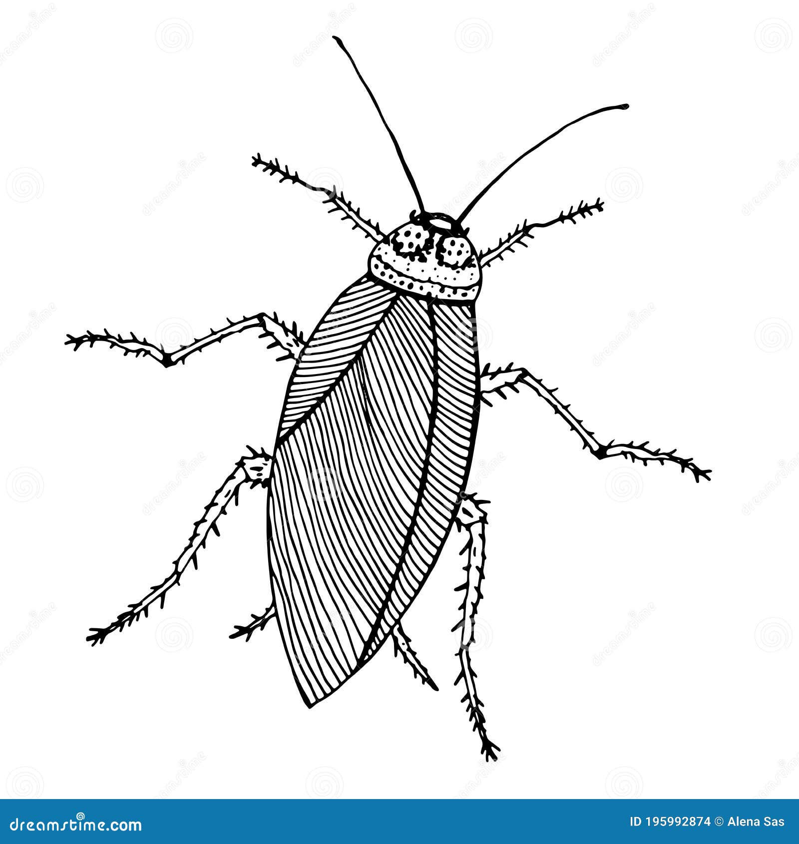 Cockroach Line Icon, Insects Concept, Roach Sign On White Background ...