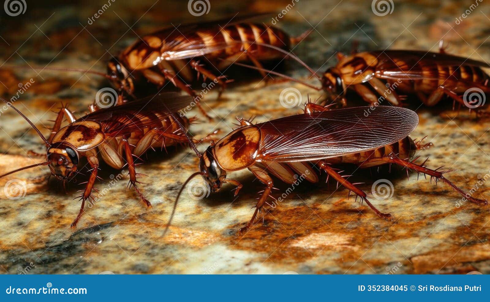 Cockroach Infestation, Identification, Prevention, And Control Stock ...