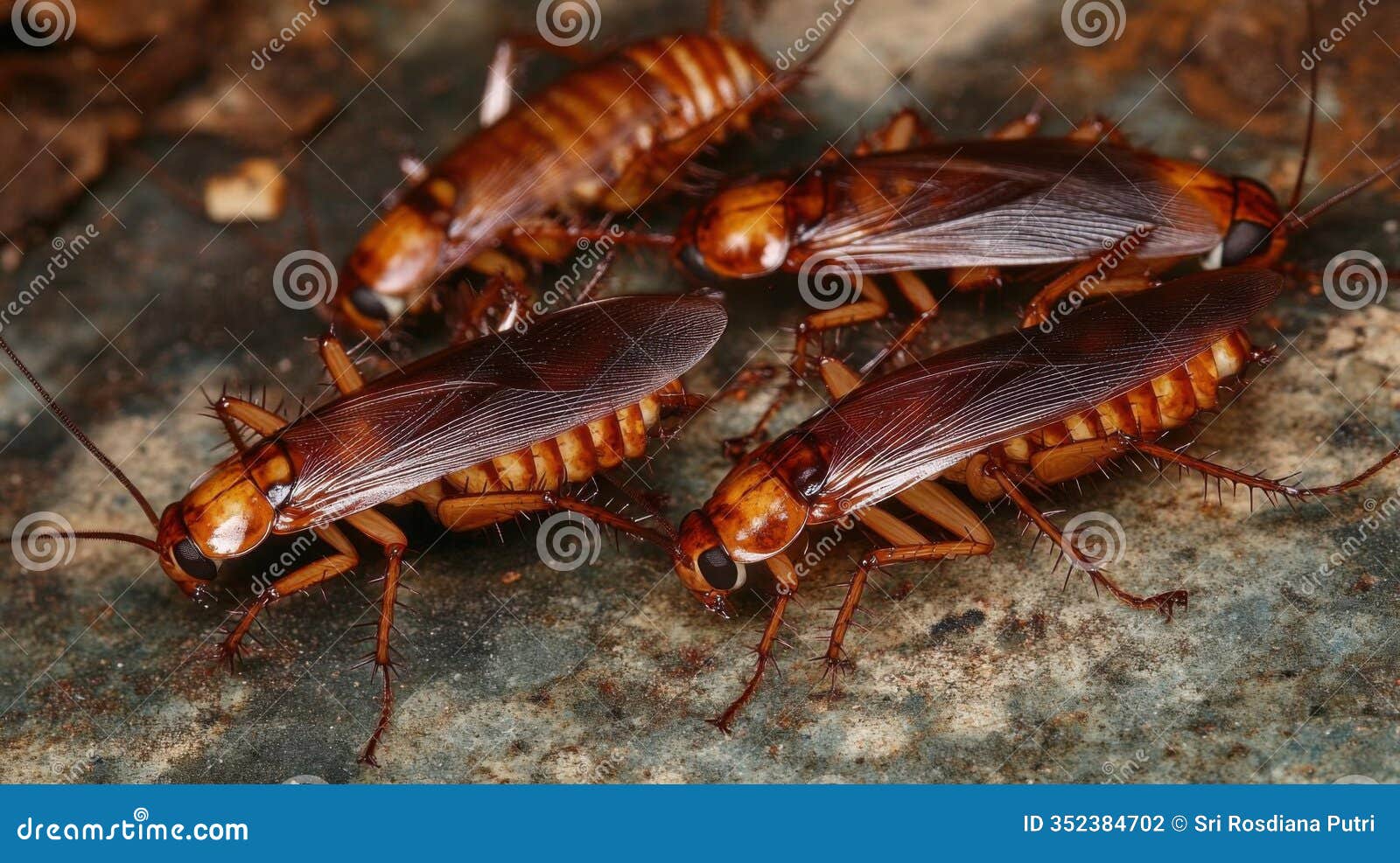 Cockroach Infestation, Identification, Prevention, And Control Stock ...